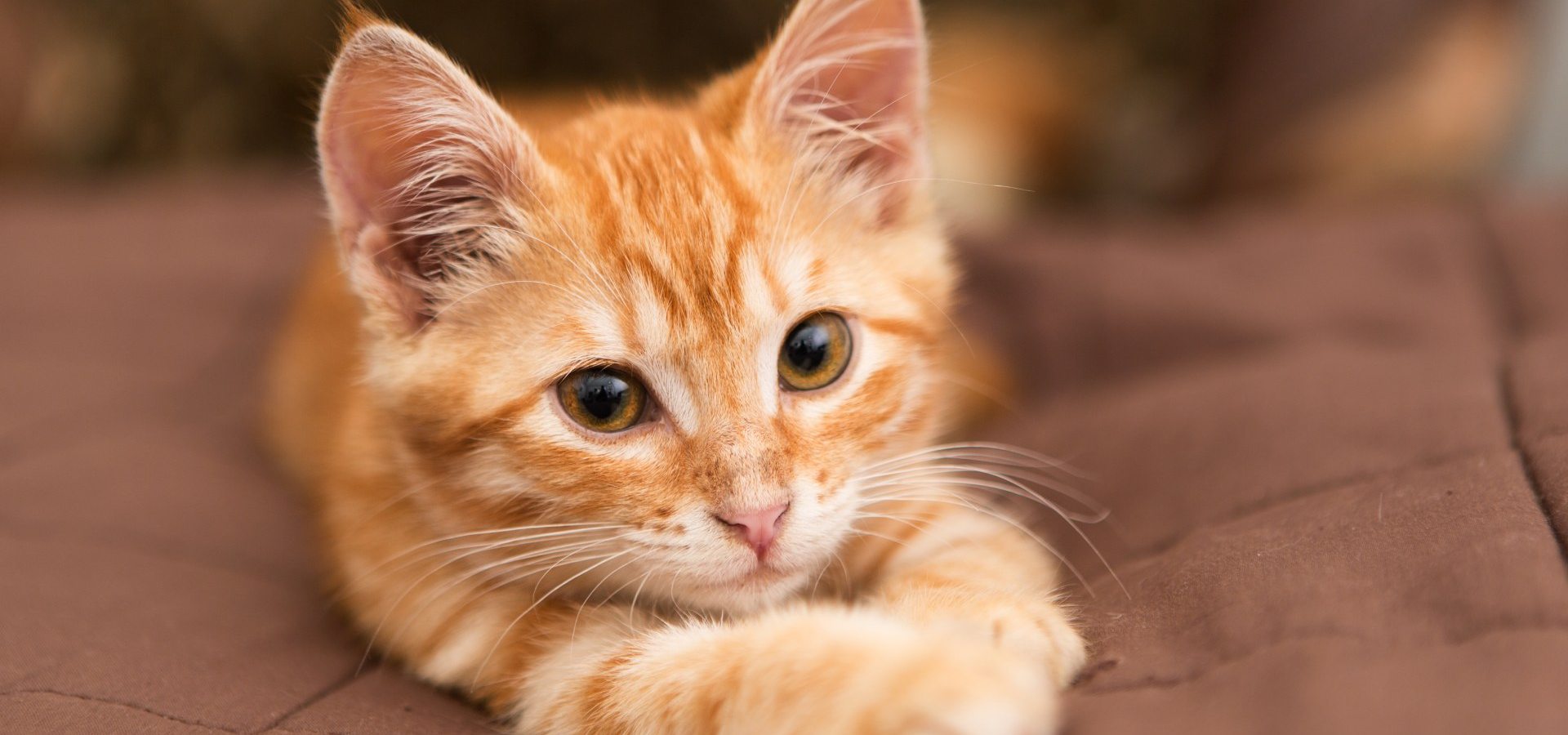 Fear Free Questionnaire Form | Eno Animal Hospital