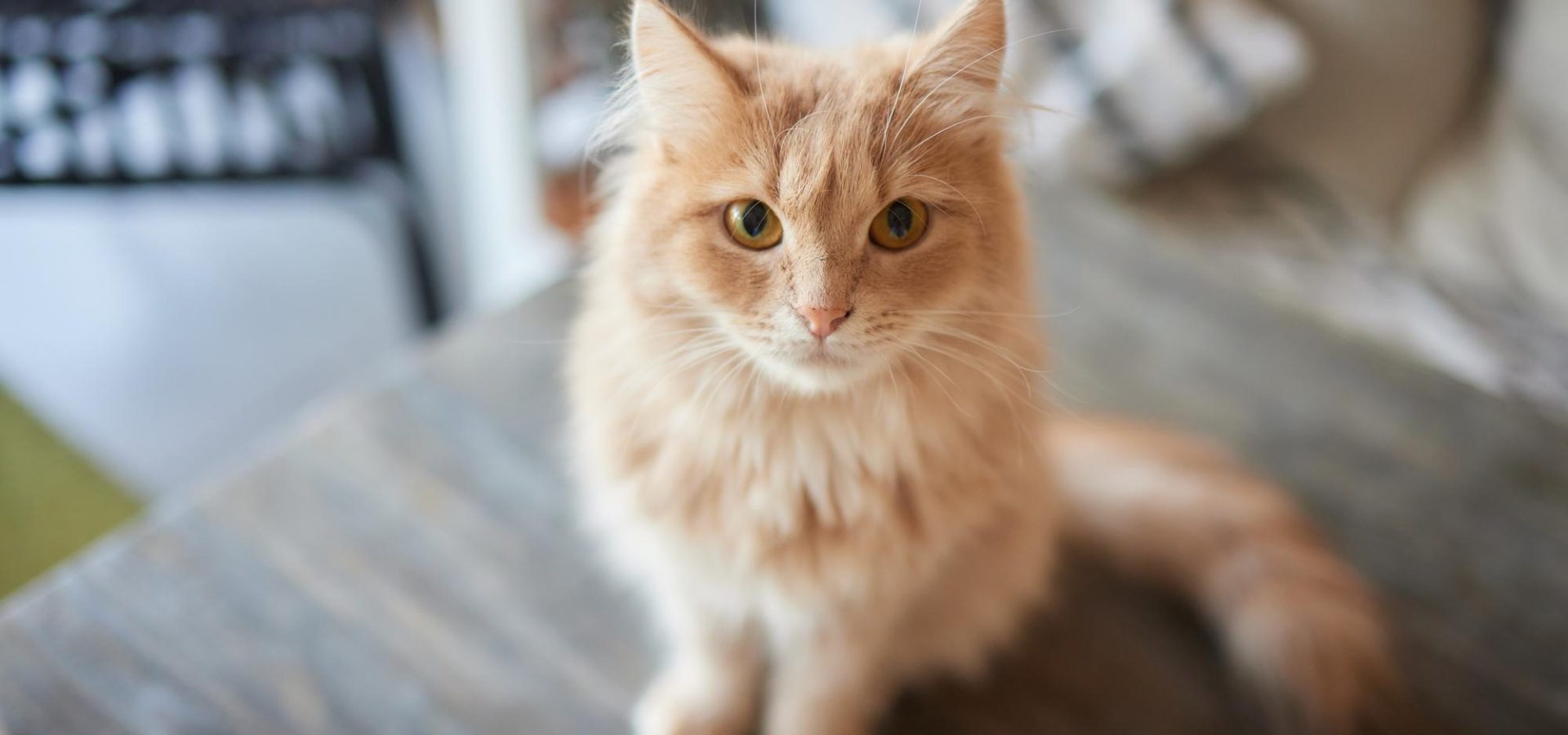 Inappropriate Urination Or Defecation Exam Form | Eno Animal Hospital