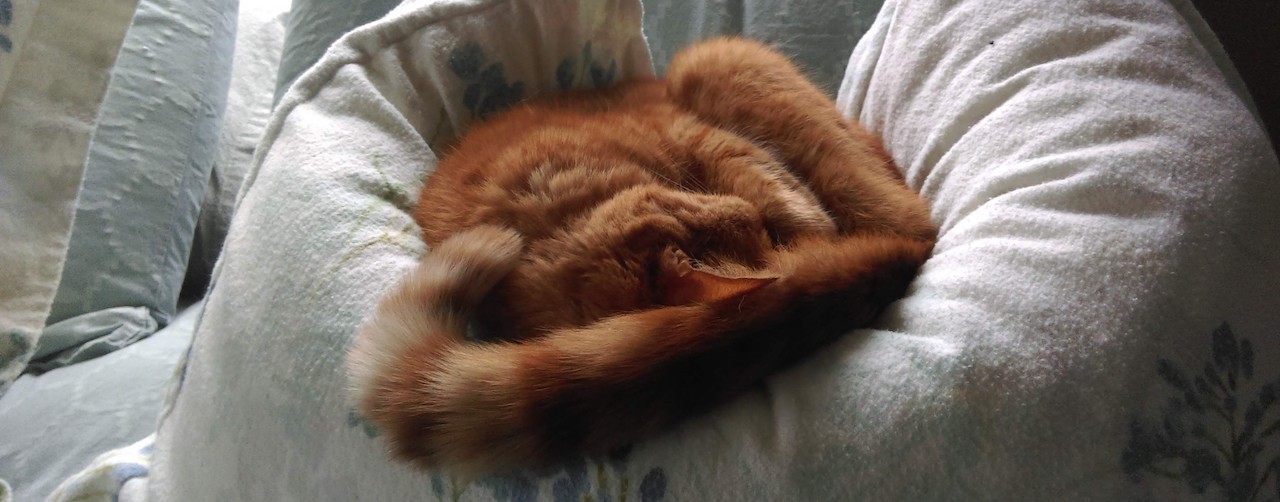 Pet Memorial | Eno Animal Hospital