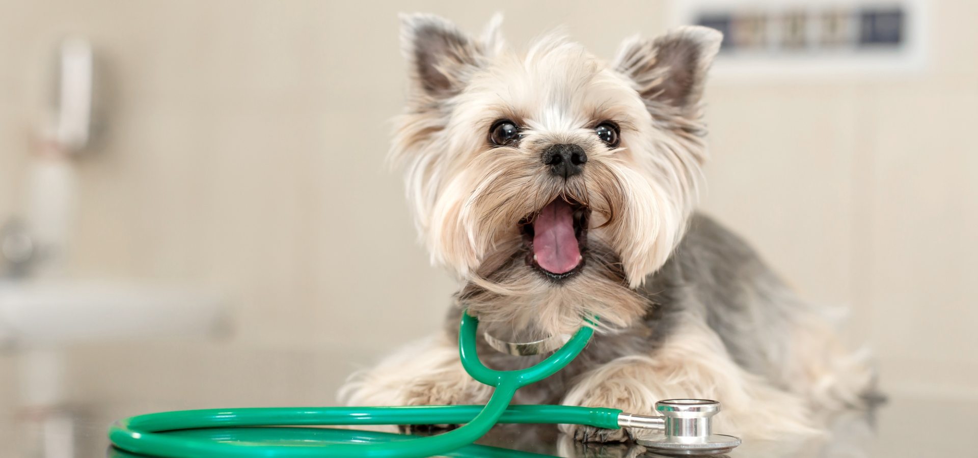 The Ethics And Etiquette Of Eno | Eno Animal Hospital