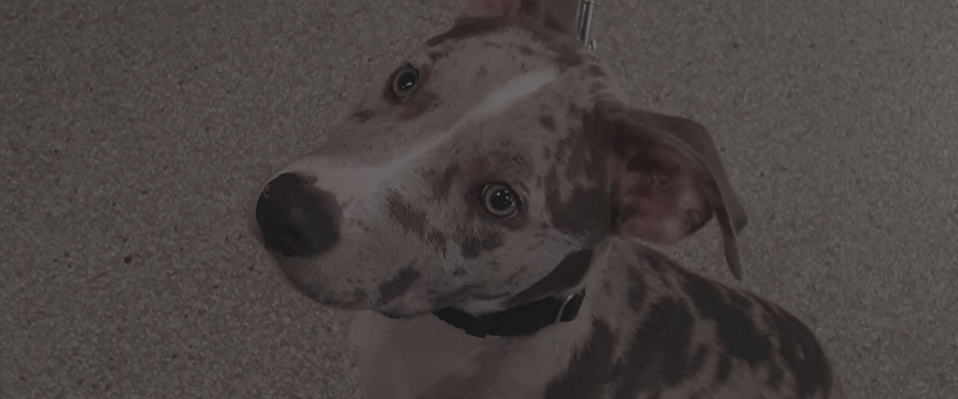 Eno Policies | Eno Animal Hospital