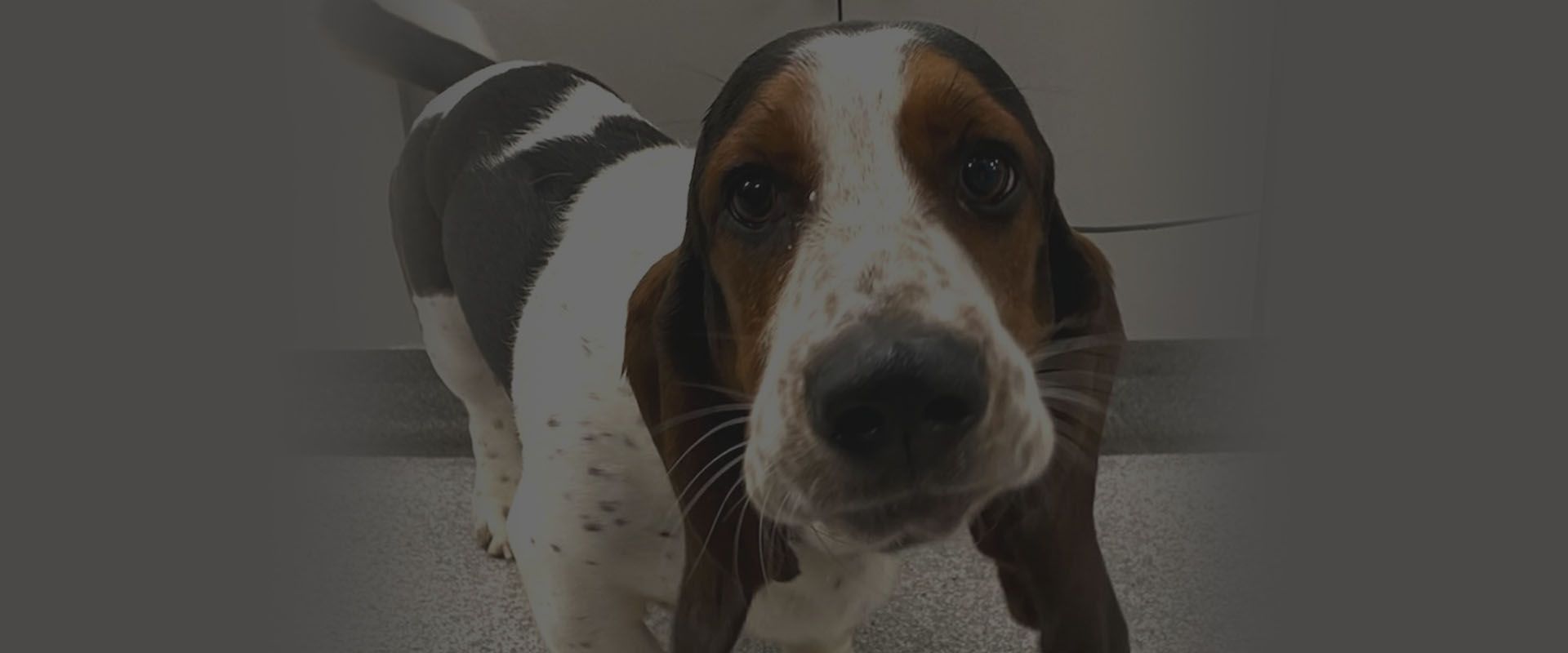 Veterinarian Reviews In Durham, NC 27712 | Eno Animal Hospital