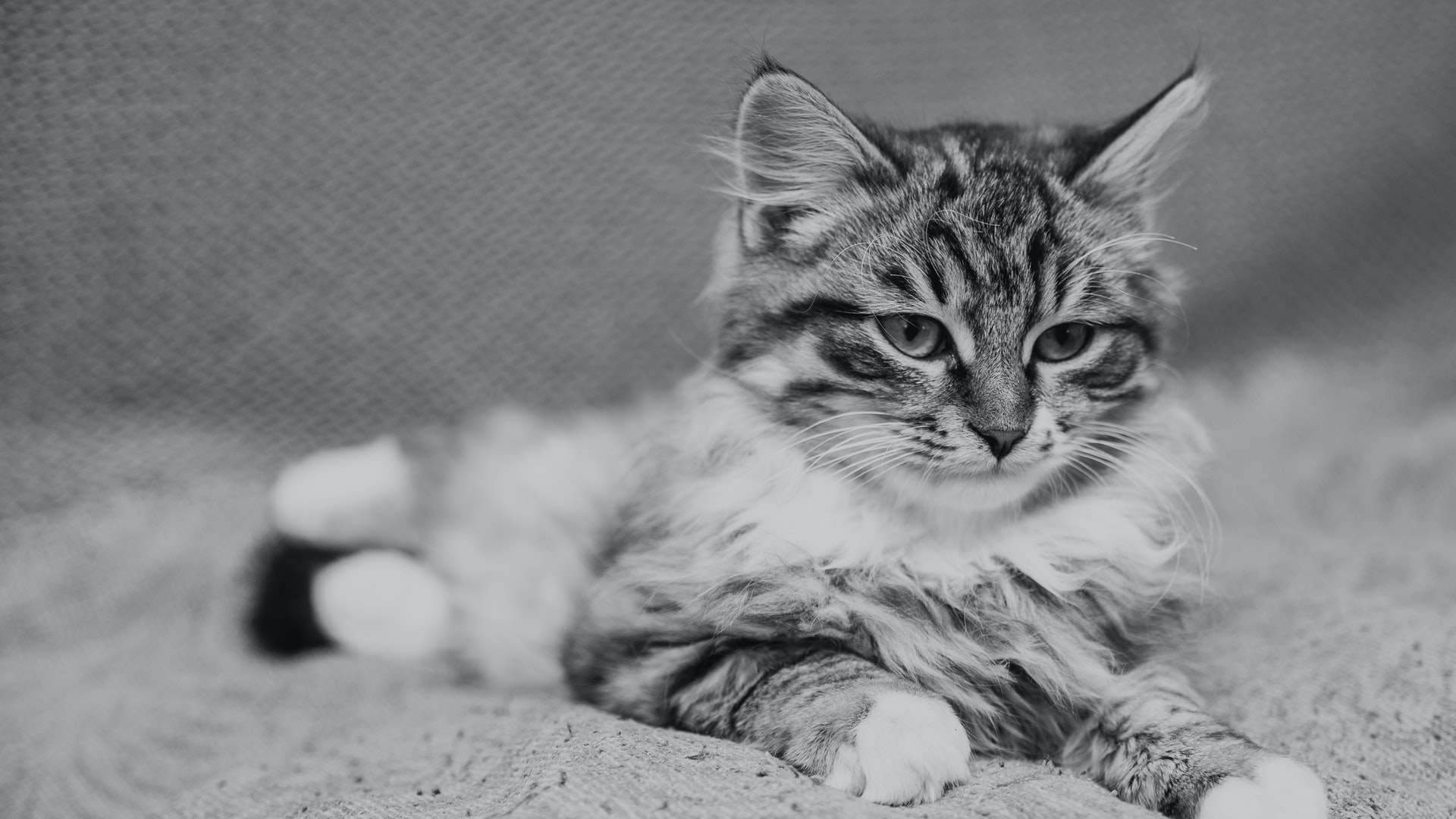 Vomiting/Diarrhea/Anorexia Exam Form | Eno Animal Hospital