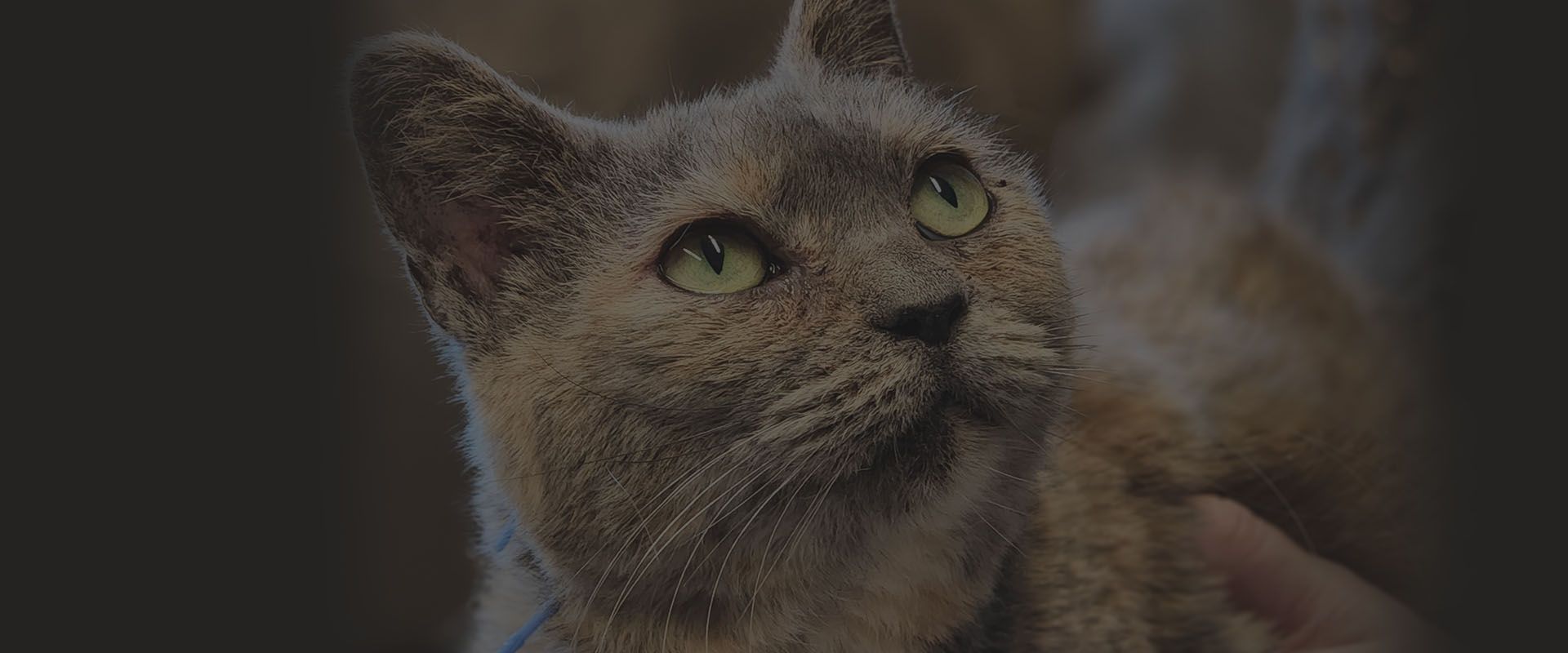 Wellness Care Plans | Eno Animal Hospital