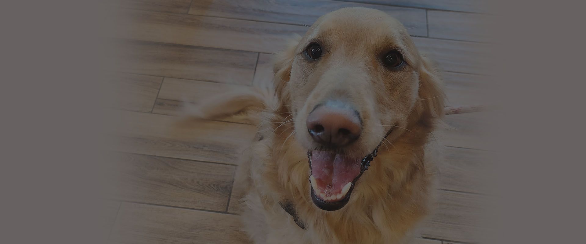 Eno Animal Hospital FAQs