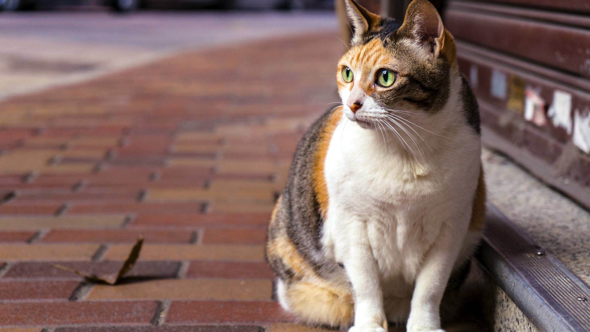 Resurtido De Recetas Forma | Eno Animal Hospital