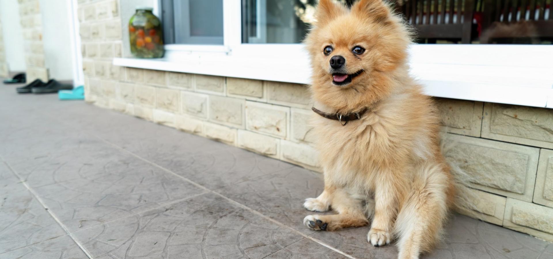 Grooming Menu | Eno Animal Hospital