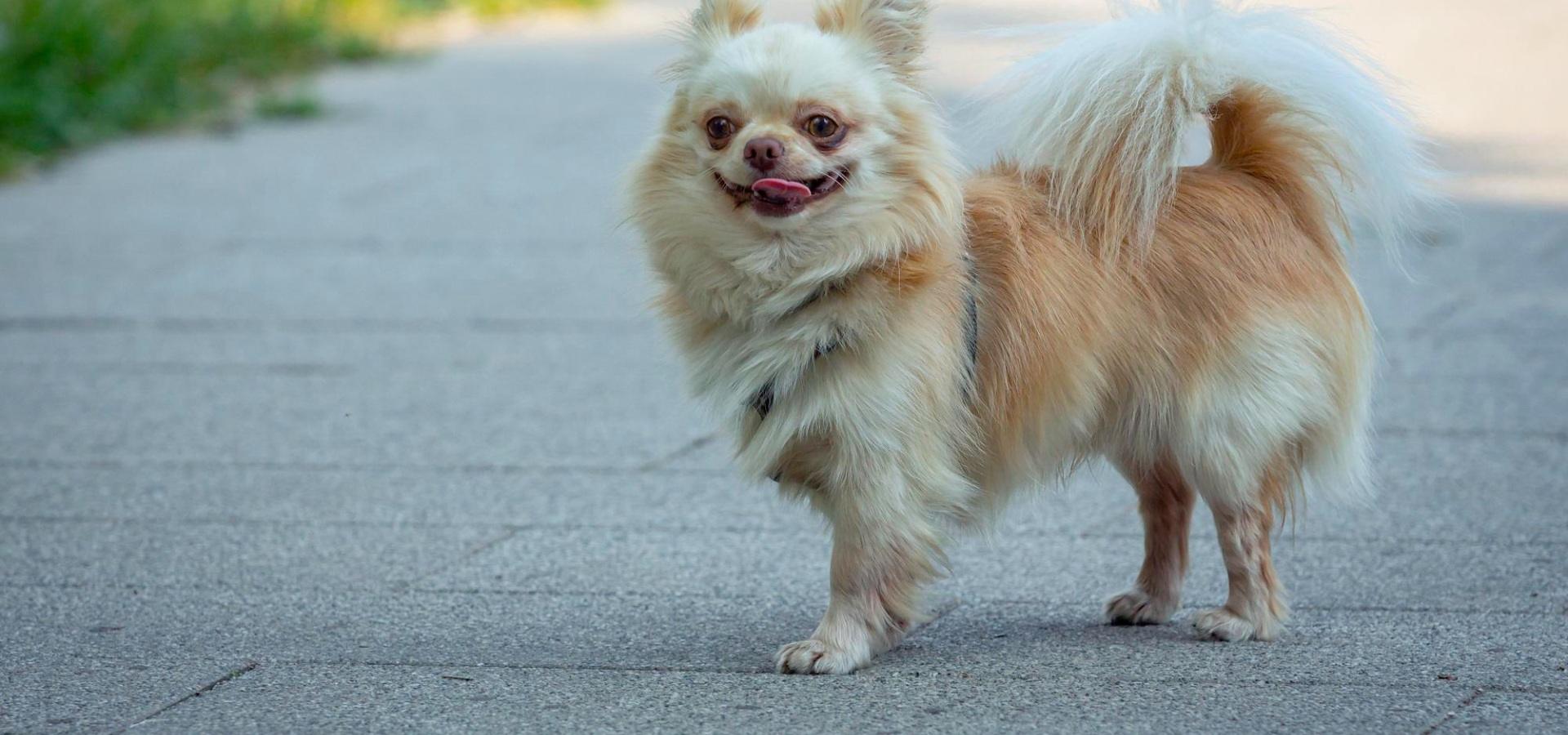 New Pet Parents | Eno Animal Hospital