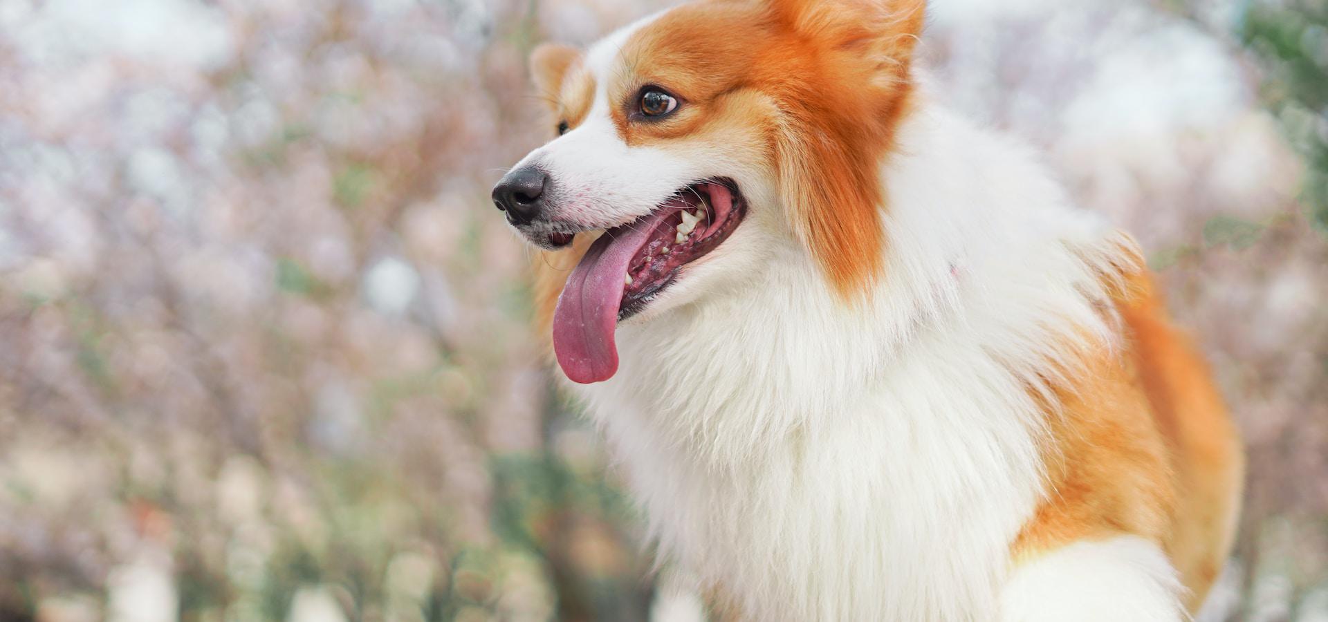 Dr. Amanda Armstrong | Eno Animal Hospital