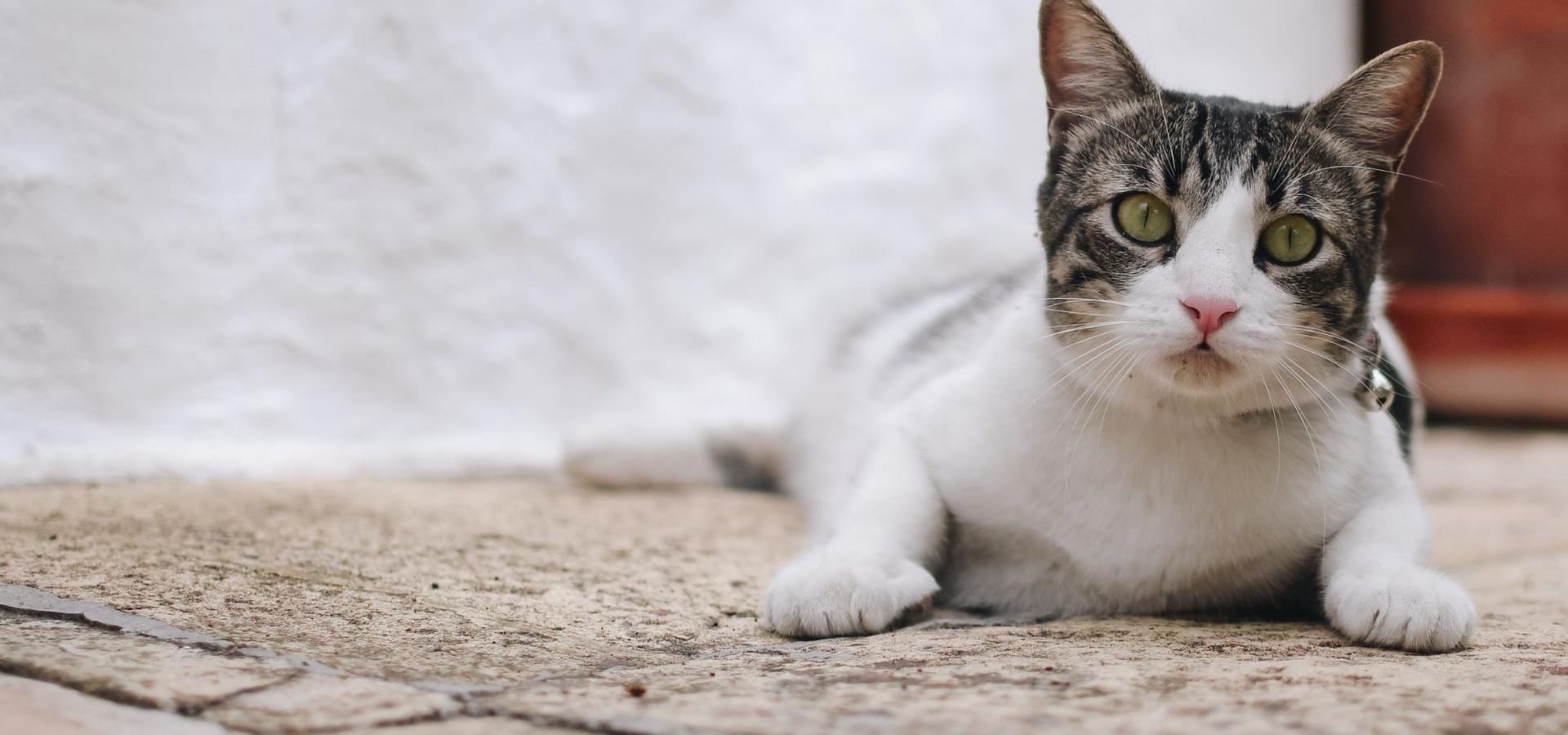 Eno Animal Hospital Formularios En Línea