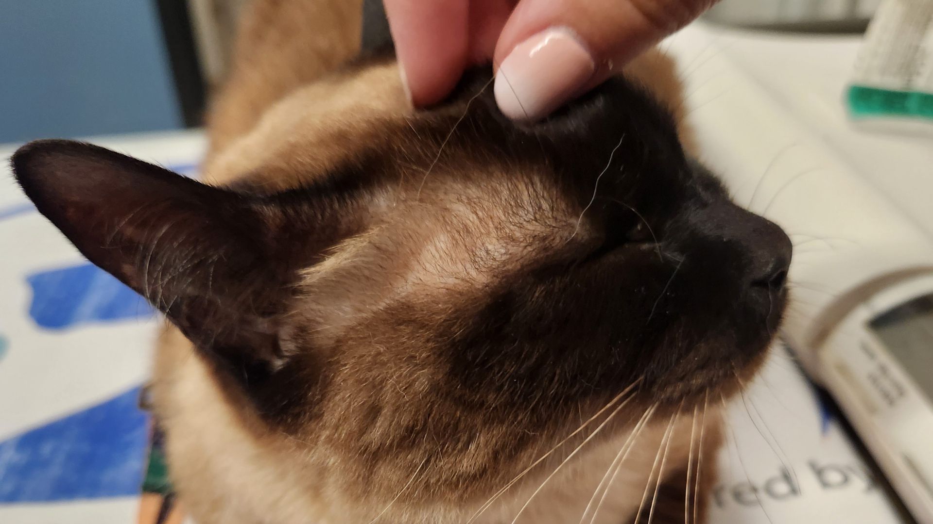 Wellness | Eno Animal Hospital