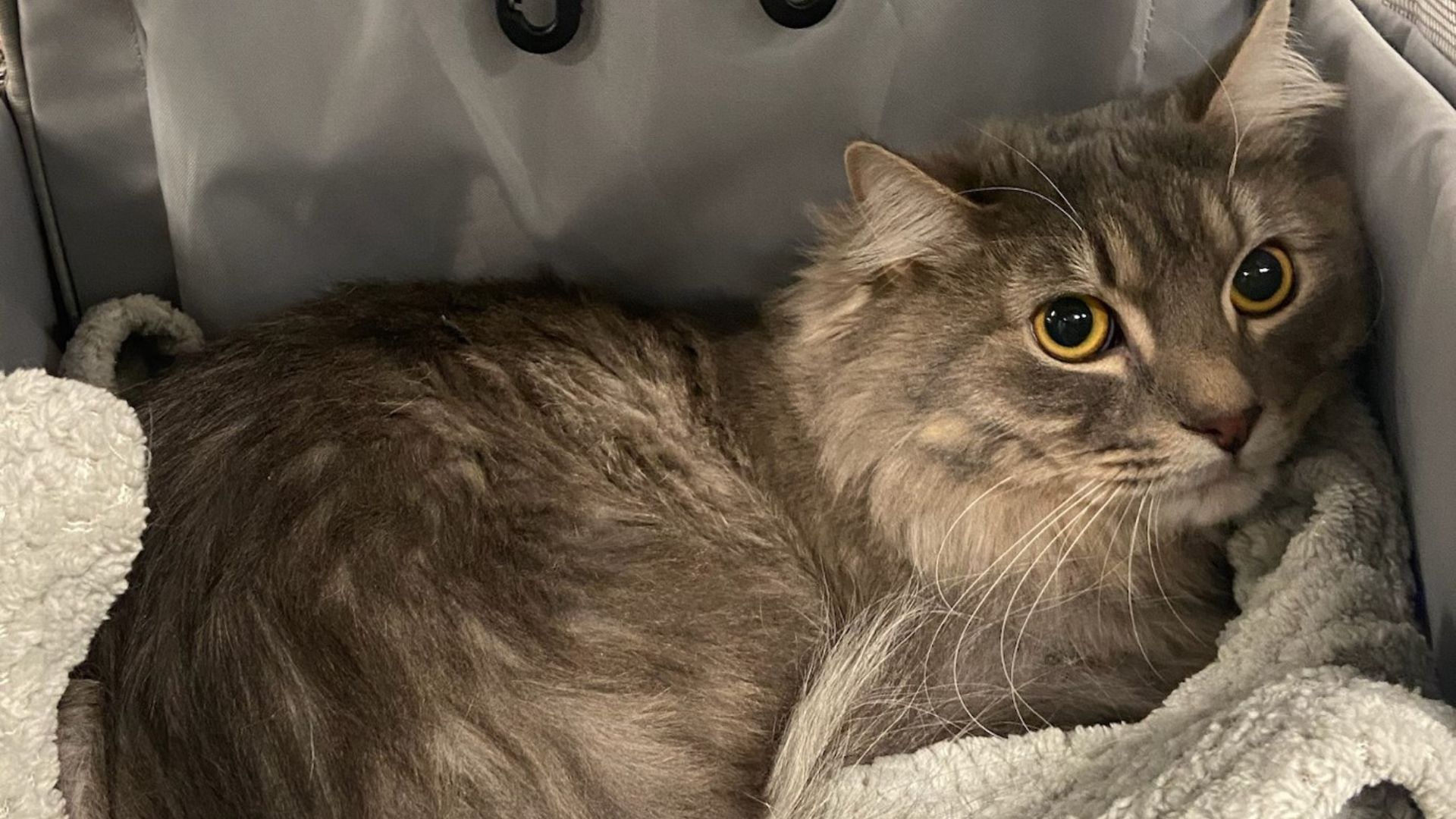 Surgery | Eno Animal Hospital