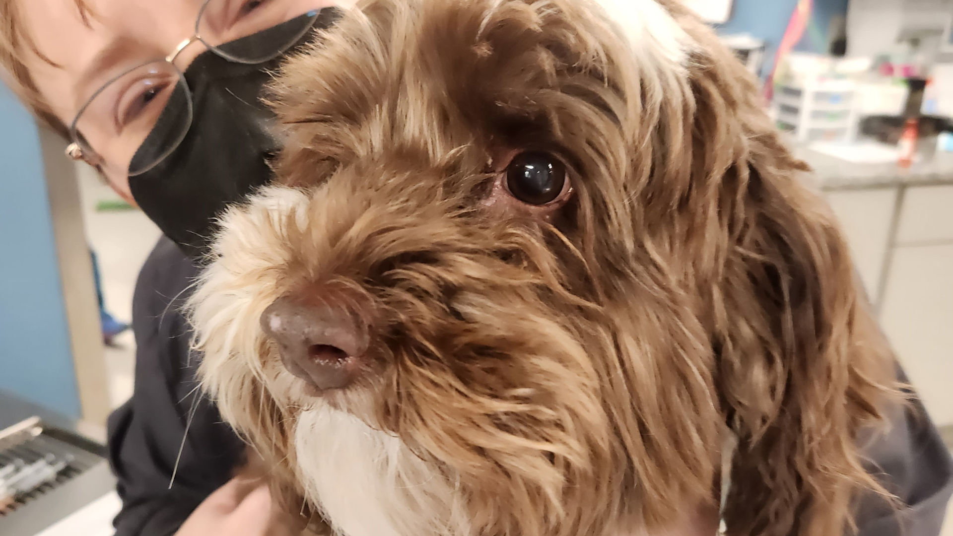 Diagnostics | Eno Animal Hospital