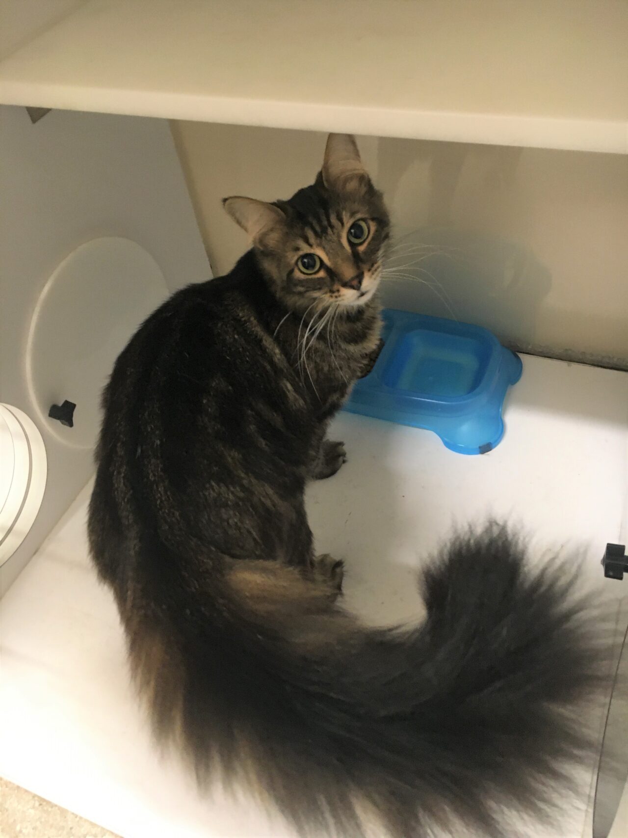 Pet Boarding In Durham, NC 27712 | Eno Animal Hospital