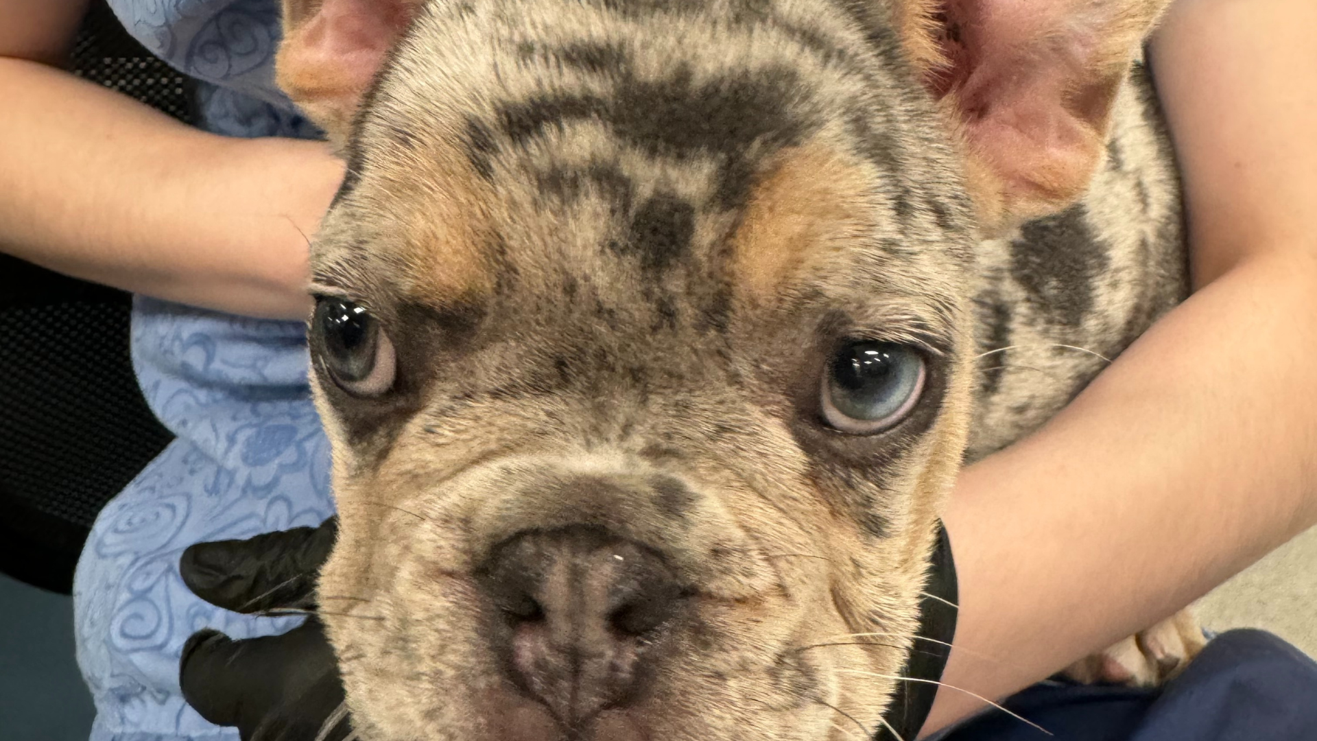 DNA Testing | Eno Animal Hospital